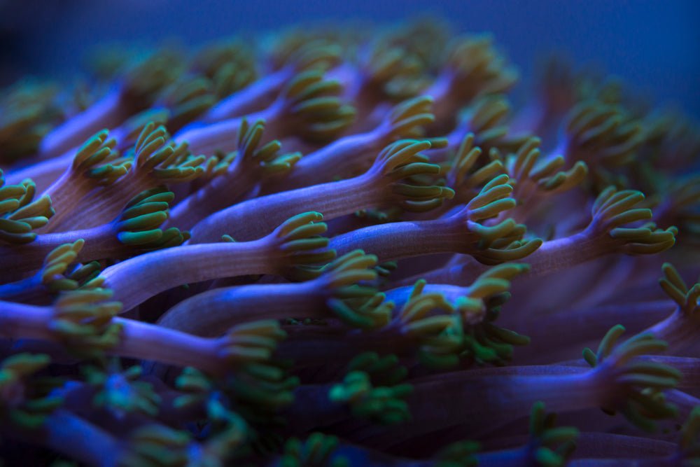 Reef Chasers | Coral Care Guide How-To | Alveopora Care
