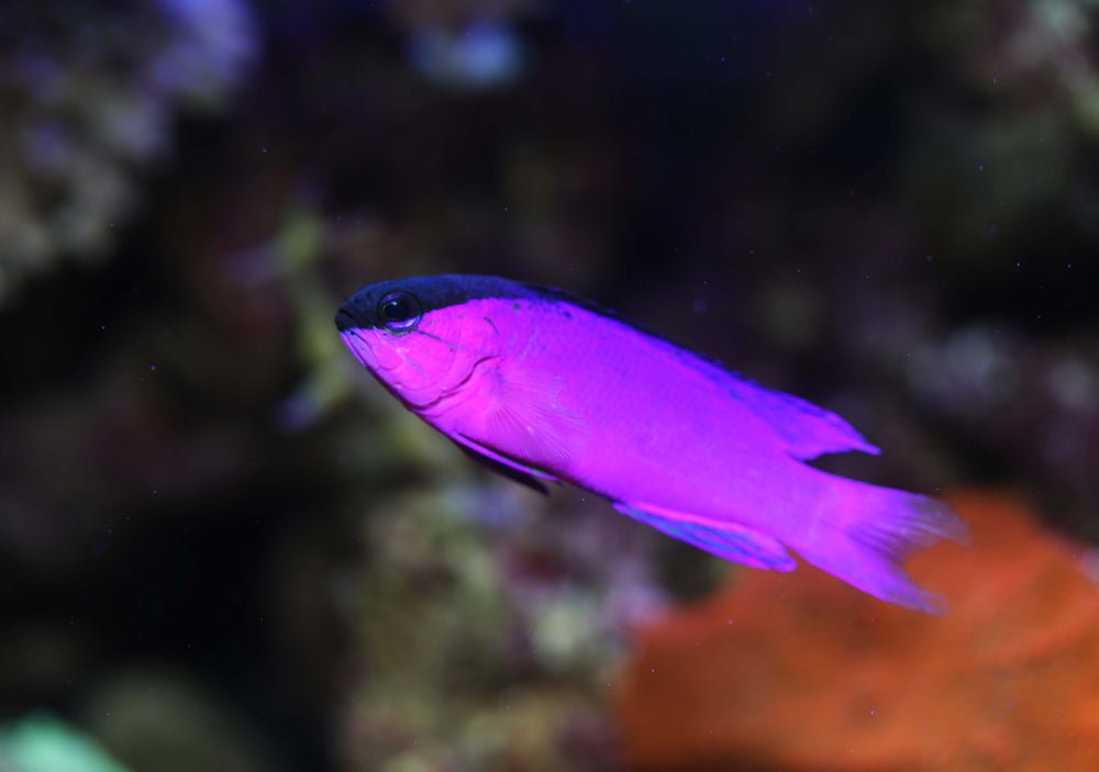 Reef Chasers | Blackcap Basslet Care Guide