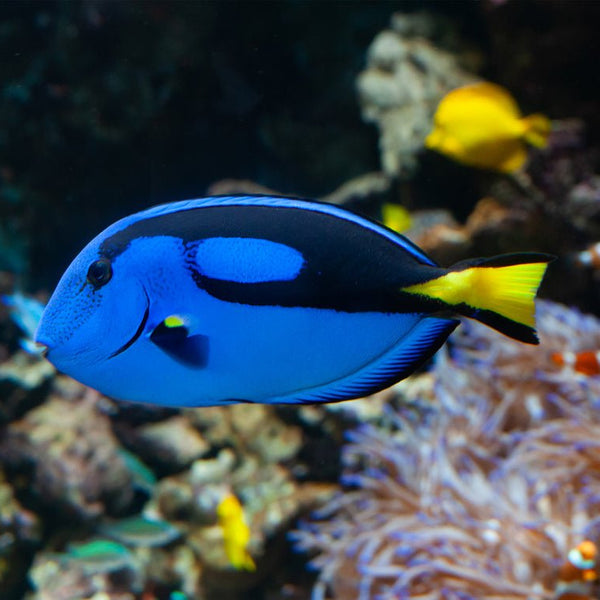 Blue Hippo Tang Fish