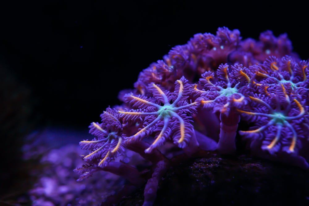 Reef Chasers | Coral Care Guide How-To | Clove Polyps Care Guide