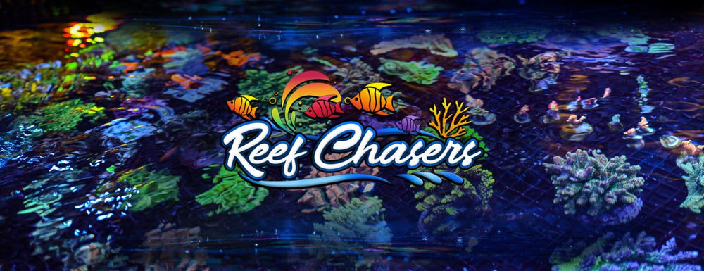 Reef Tank Care Guides