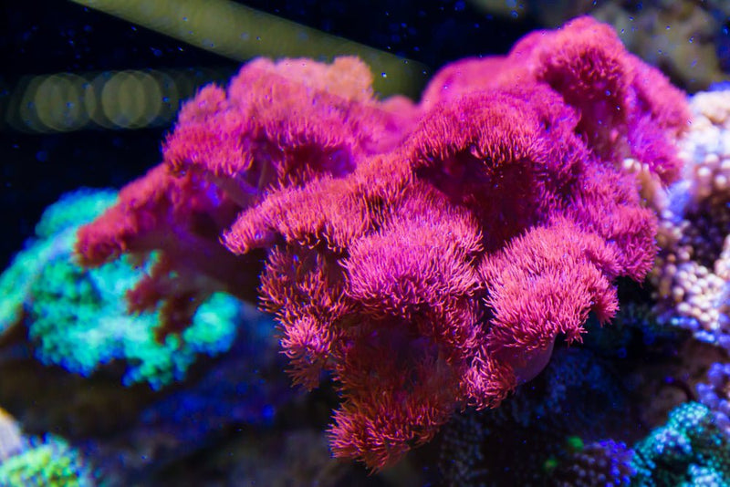 Reef Chasers Coral Care Guides