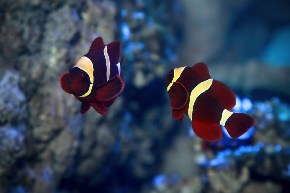 Reef Chasers | Saltwater Fish Care | Maroon Clownfish Guide