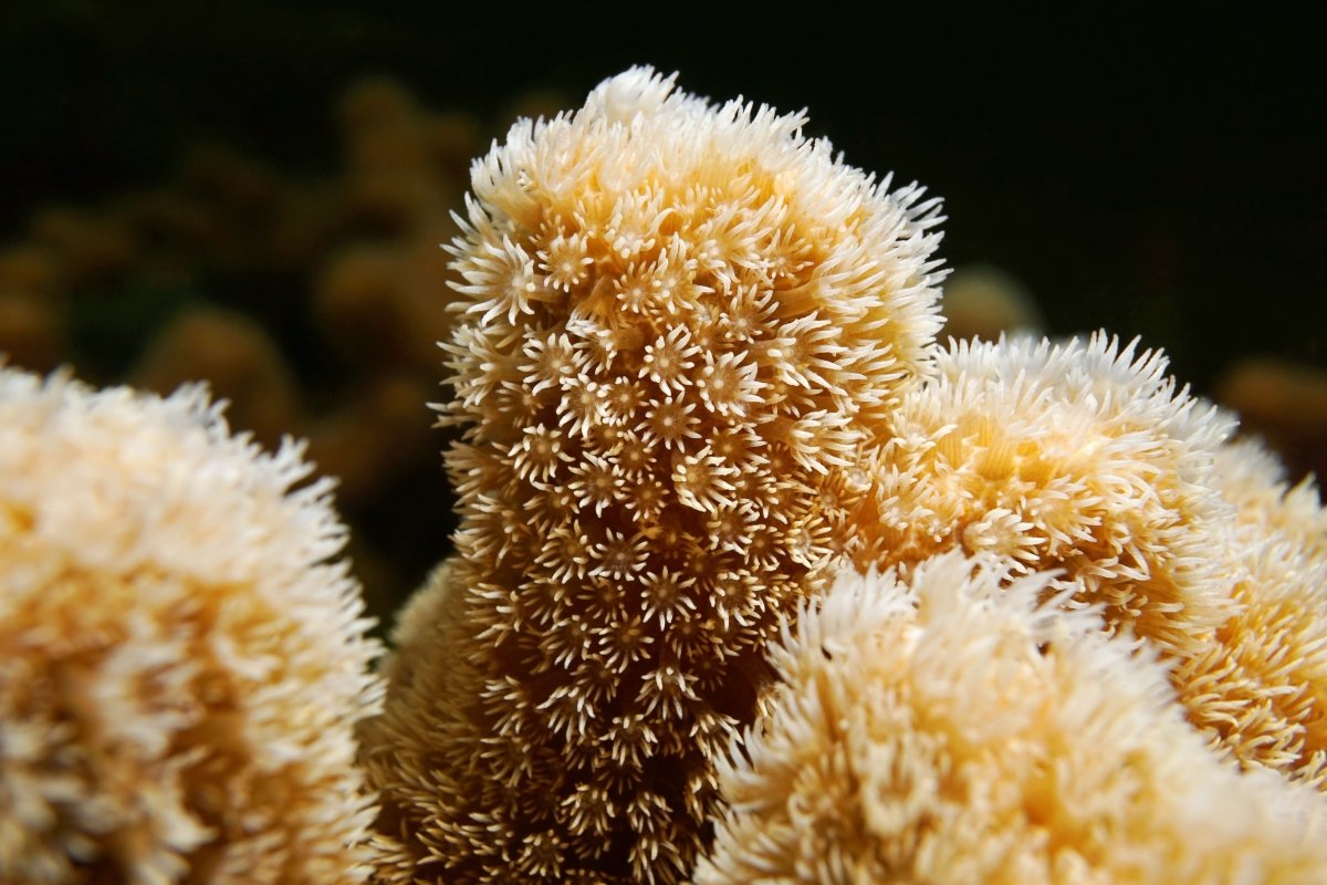 Reef Chasers | Coral Care Guide How-To | Porites Coral Care