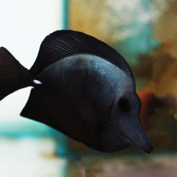 What Fish Are Black