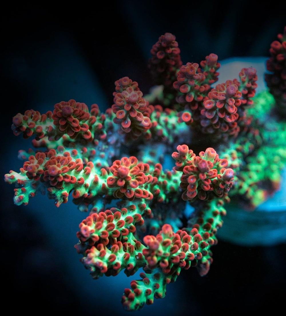 Reef Chasers | Buy Corals Online | Acropora Corals for Sale