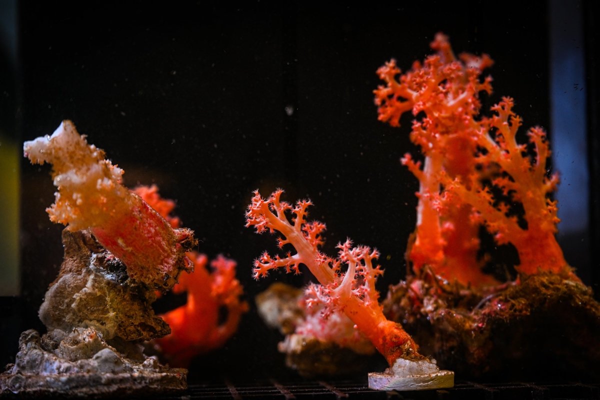Carnation Tree Corals