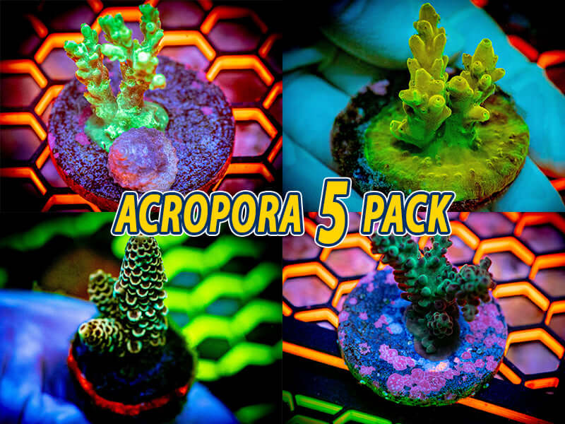 Reef Chasers | Buy Corals Online | Acropora Coral FIVE Pack For Sale