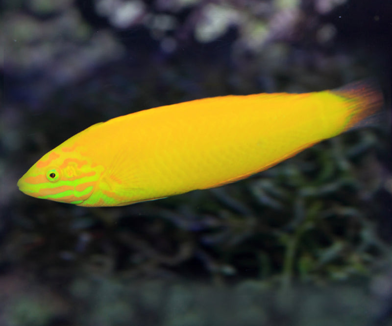 Reef Chasers | Buy Marine Fish Online | Saltwater Fish Tanks