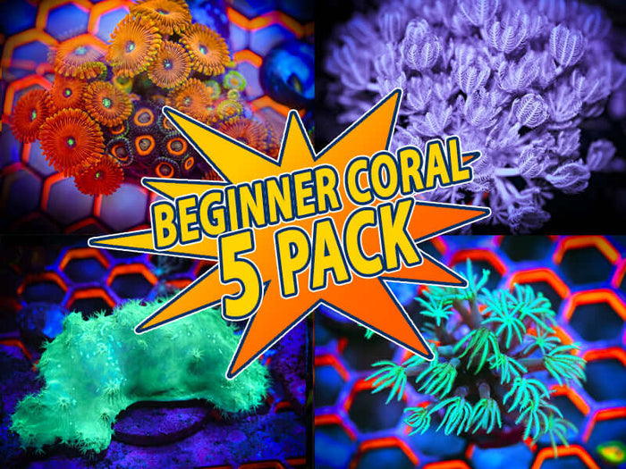 Reef Chasers | Buy Corals Online | Beginner Coral FIVE Pack For Sale
