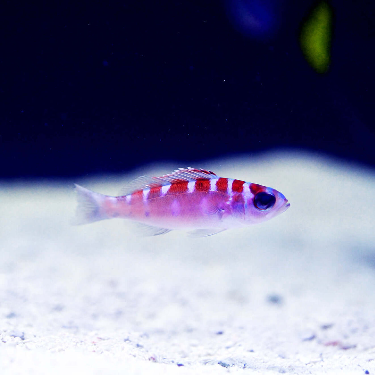 Reef Chasers | Buy Marine Fish Online | Saltwater Fish Tanks