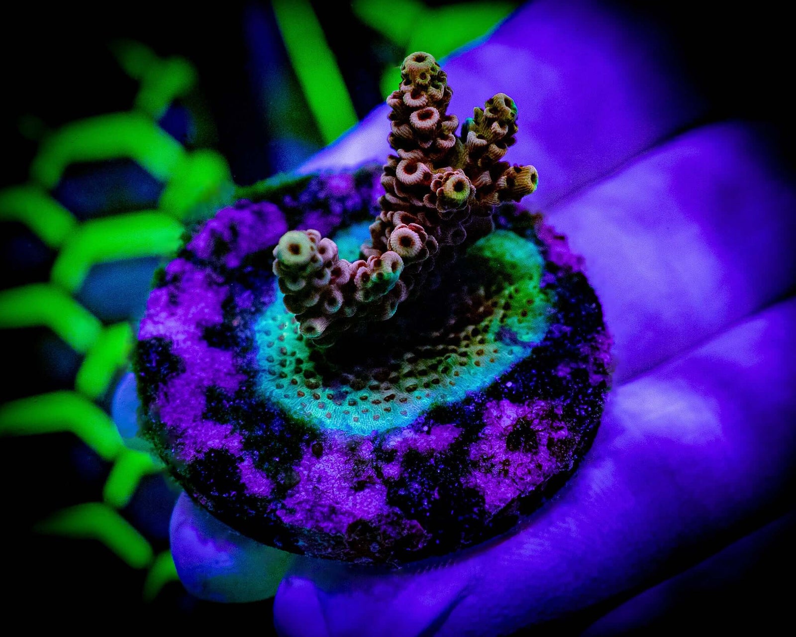 Reef Chasers | Buy Corals Online | All SPS Corals for Sale