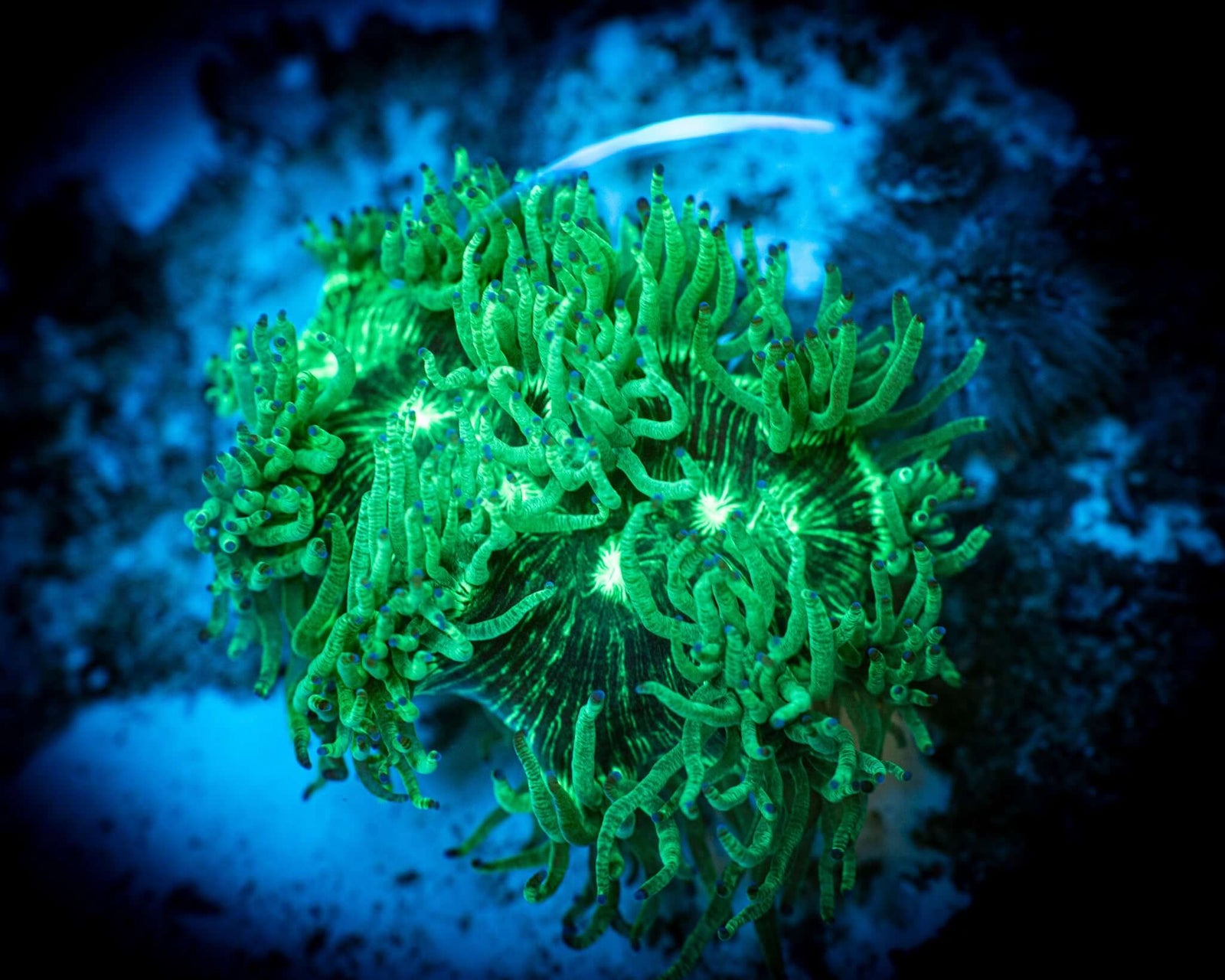 Reef Chasers | Buy Corals Online | Shop New Coral Arrivals