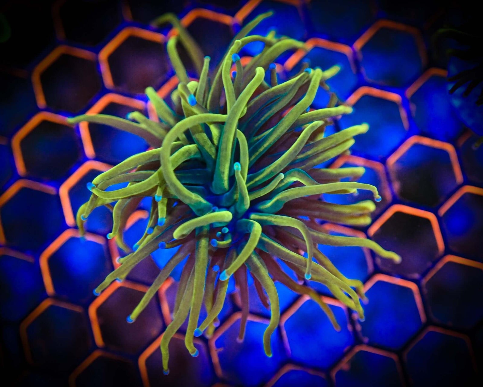 Reef Chasers | Buy Corals Online | Browse WYSIWYG Coral Colonies – Page 2