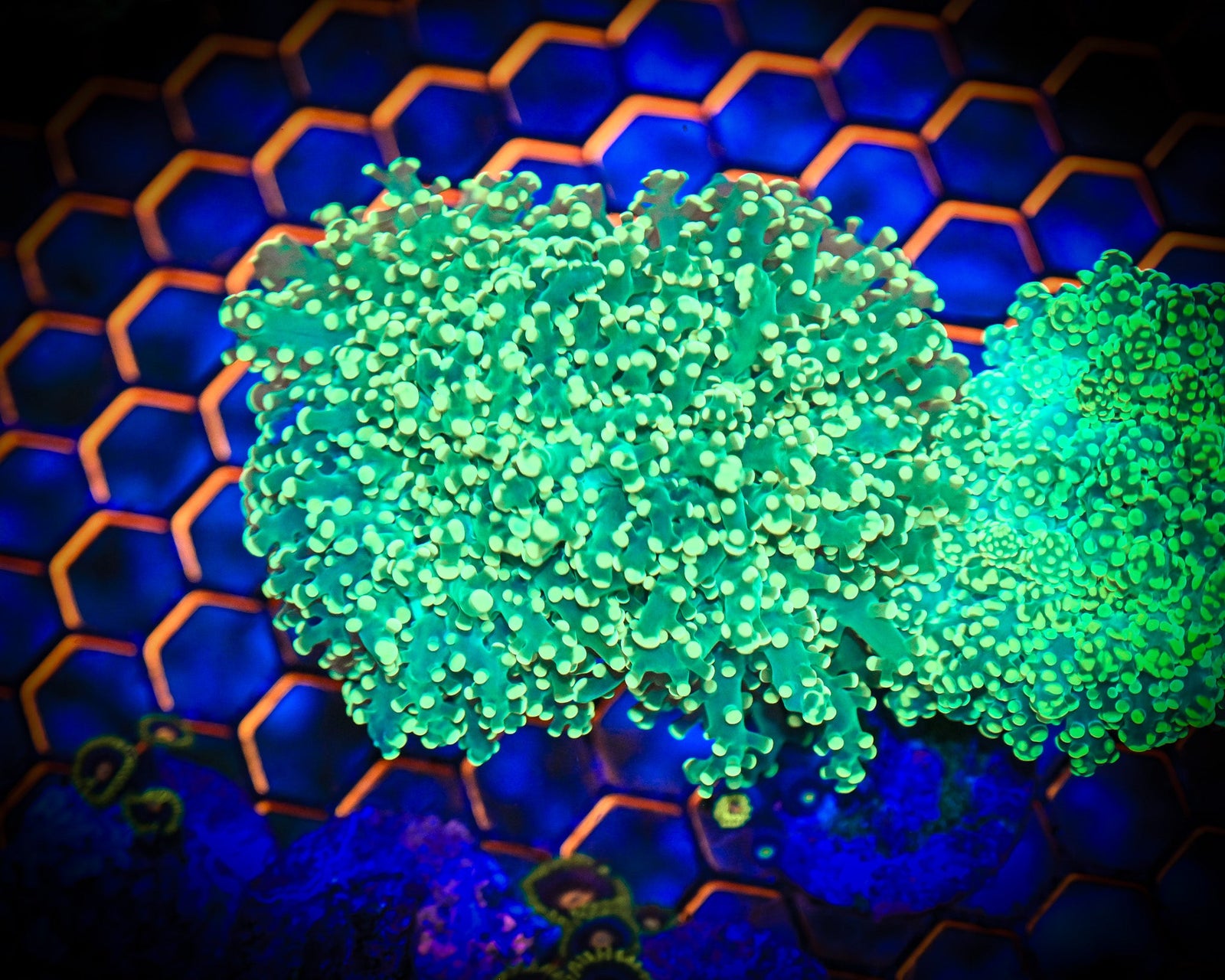 Reef Chasers | Buy Corals Online | Browse WYSIWYG Coral Colonies – Page 2