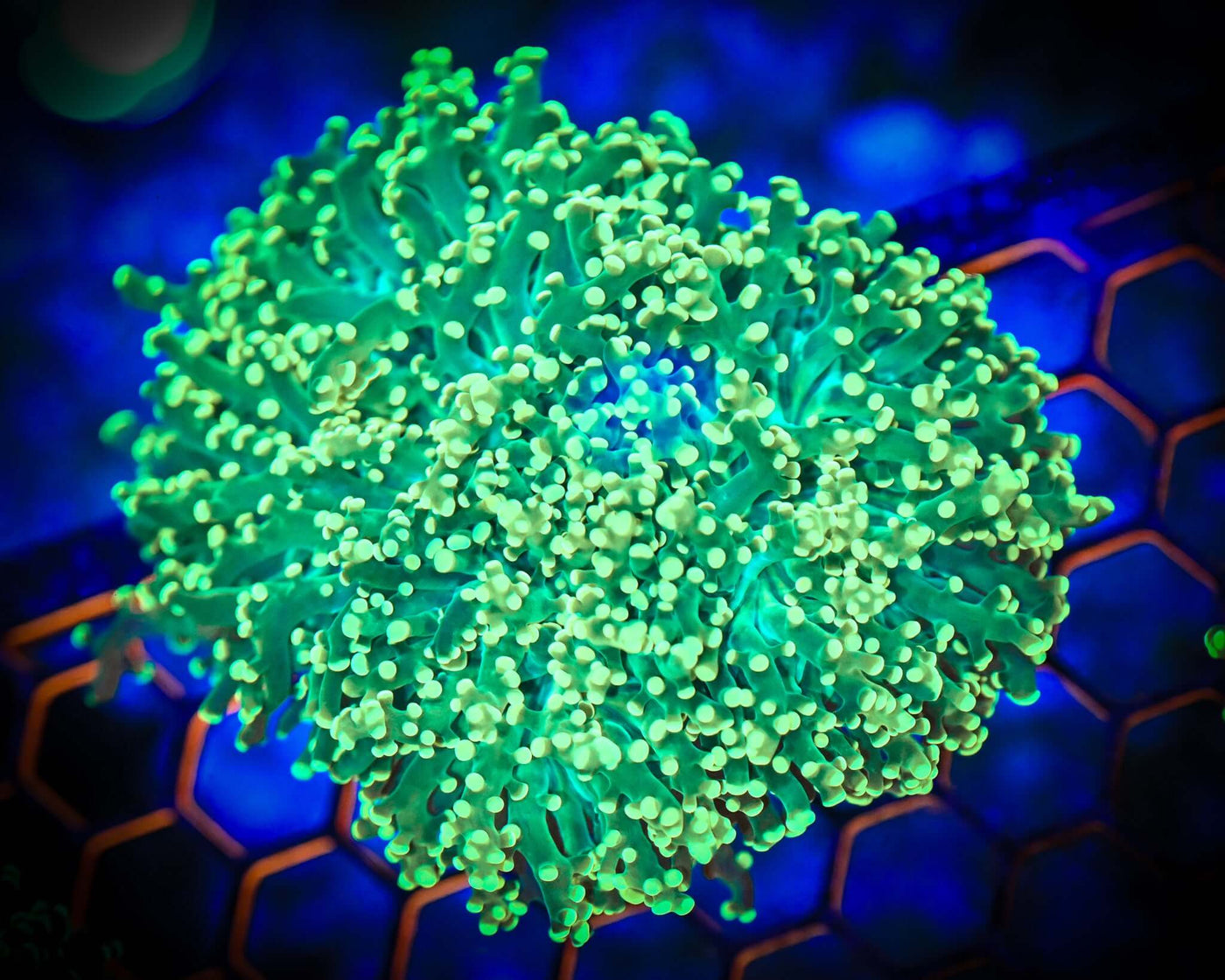 Reef Chasers | Buy Corals Online | Browse WYSIWYG Coral Colonies – Page 2