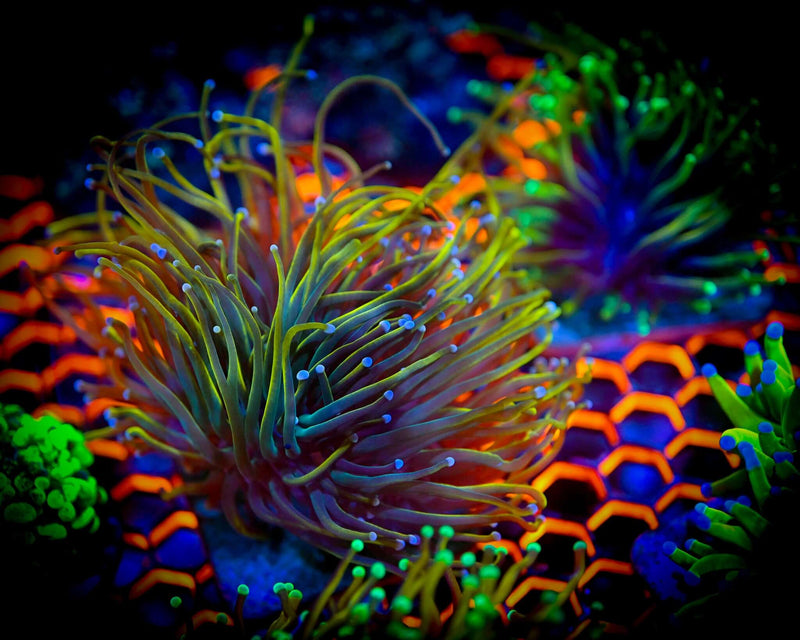 Reef Chasers | Buy Corals Online | Shop New Coral Arrivals – Page 2
