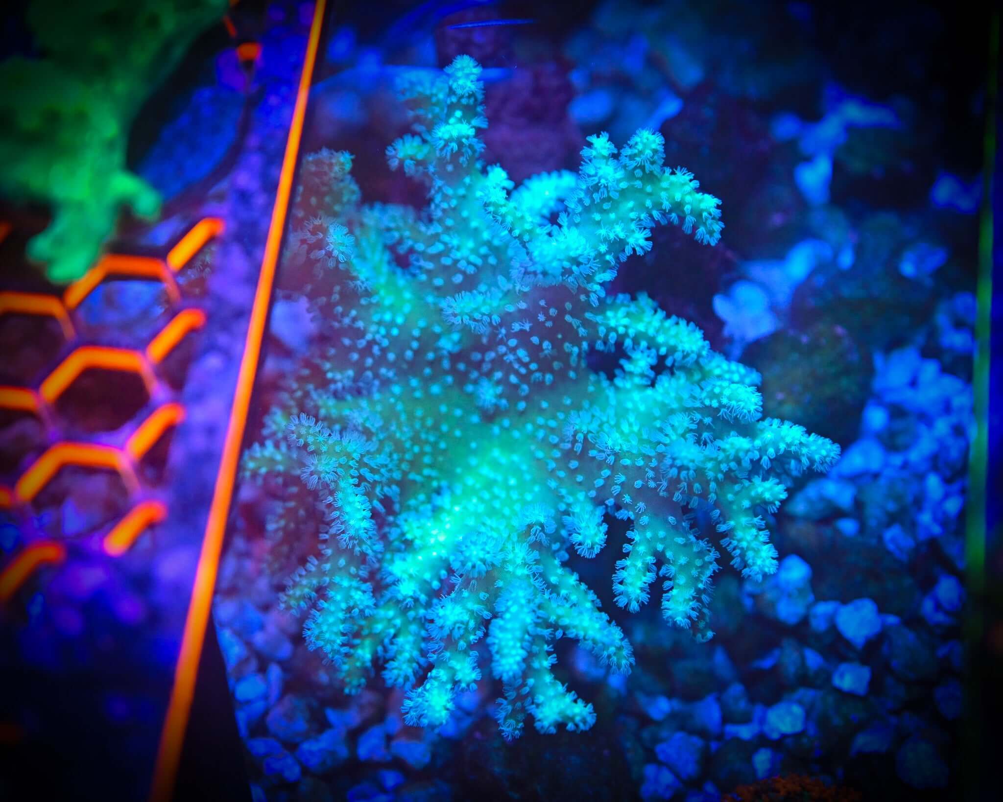 Reef Chasers - Soft Corals for Sale – Page 2