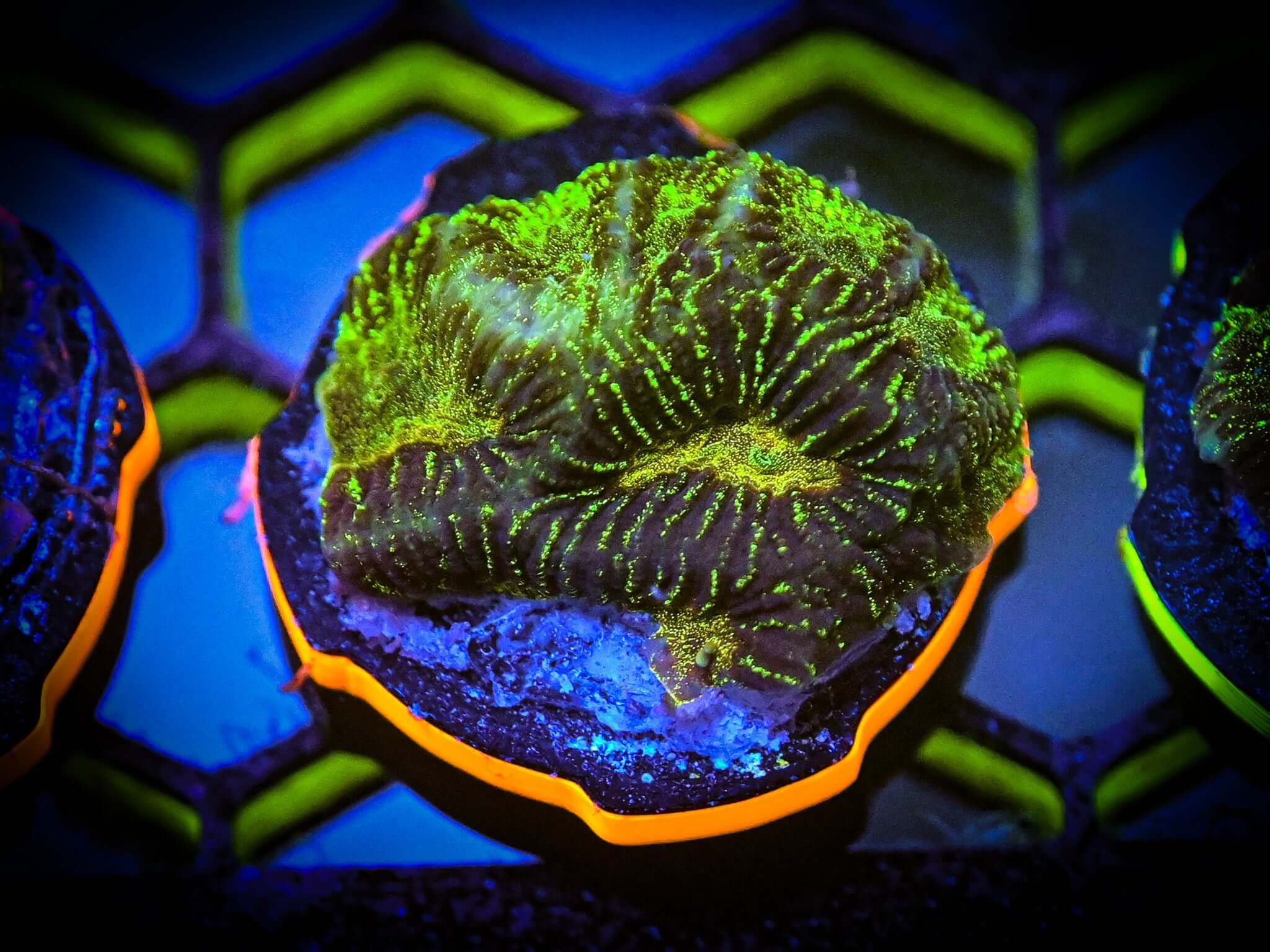 Reef Chasers | Buy Corals Online | 24k GOLD TORCH CORAL SMALL WYSIWYG