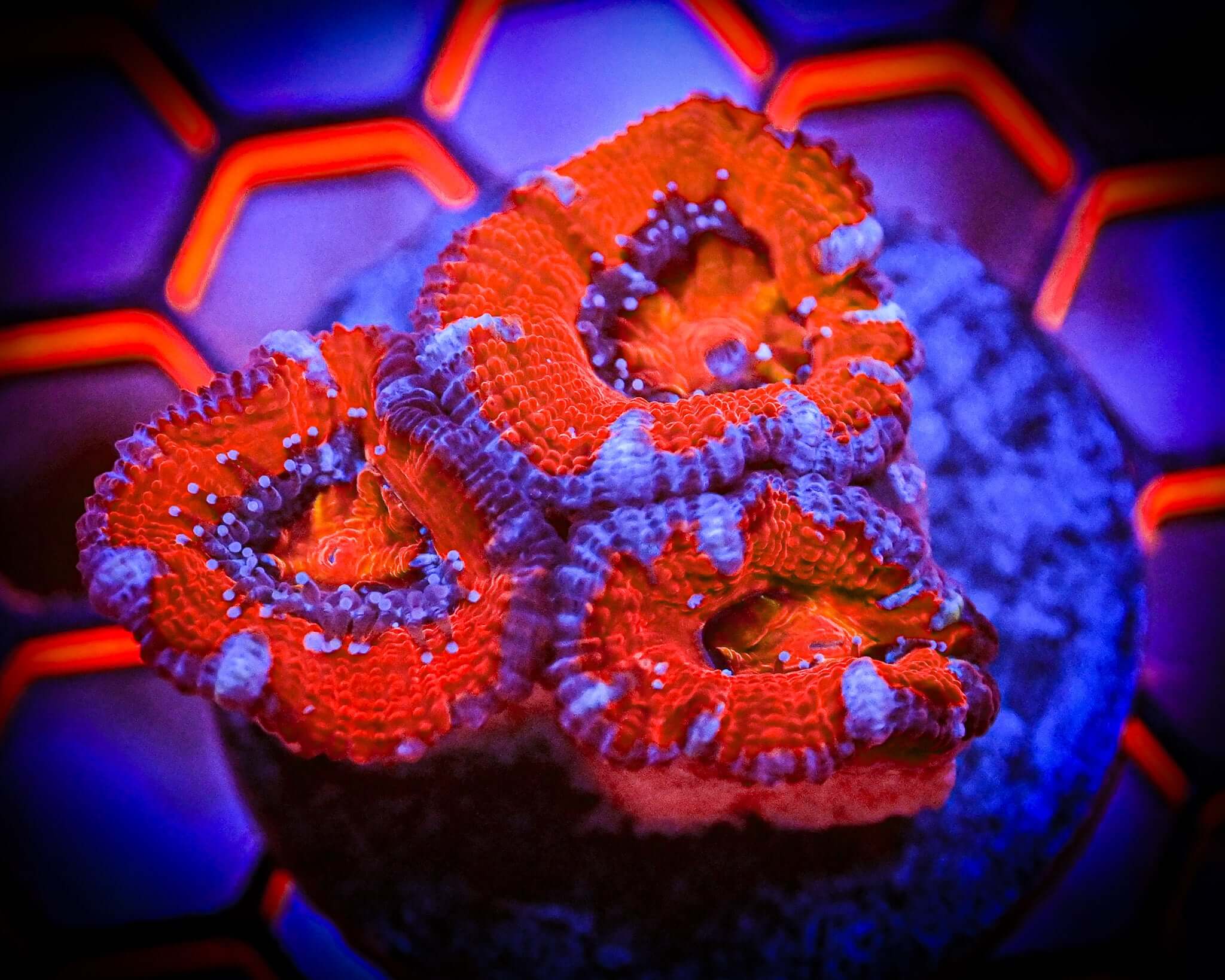 Reef Chasers | Buy Corals Online | All Corals for Sale Online – Page 4