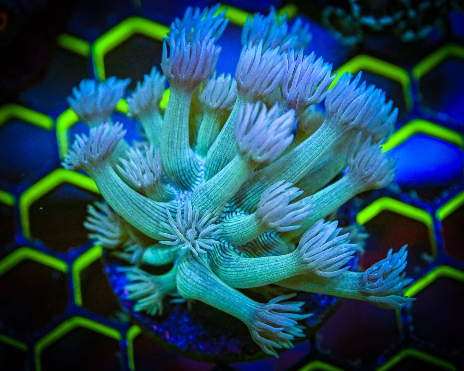 Reef Chasers | Buy Corals Online | Browse WYSIWYG Coral Colonies – Page 2