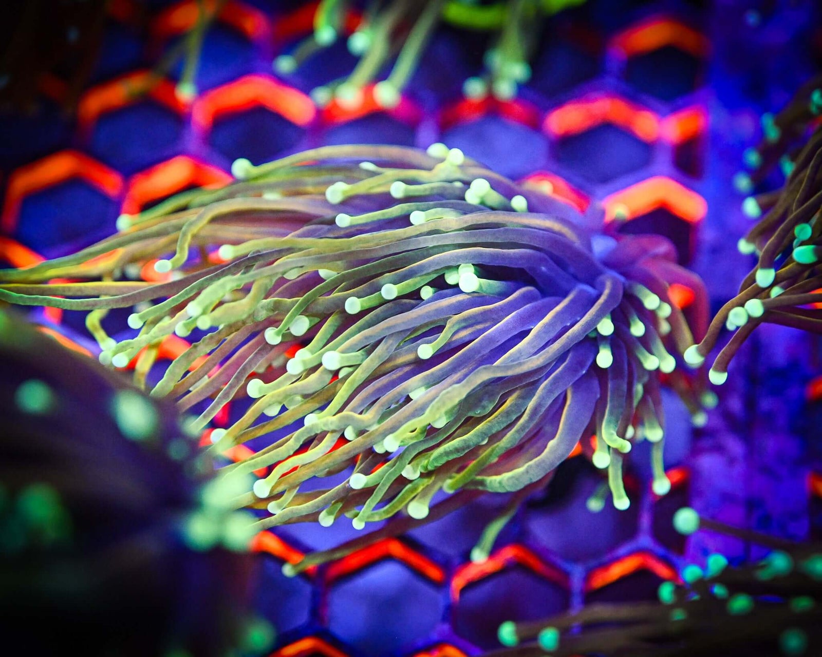 Reef Chasers | Buy Corals Online | Buy Hammer Corals & Torch Corals