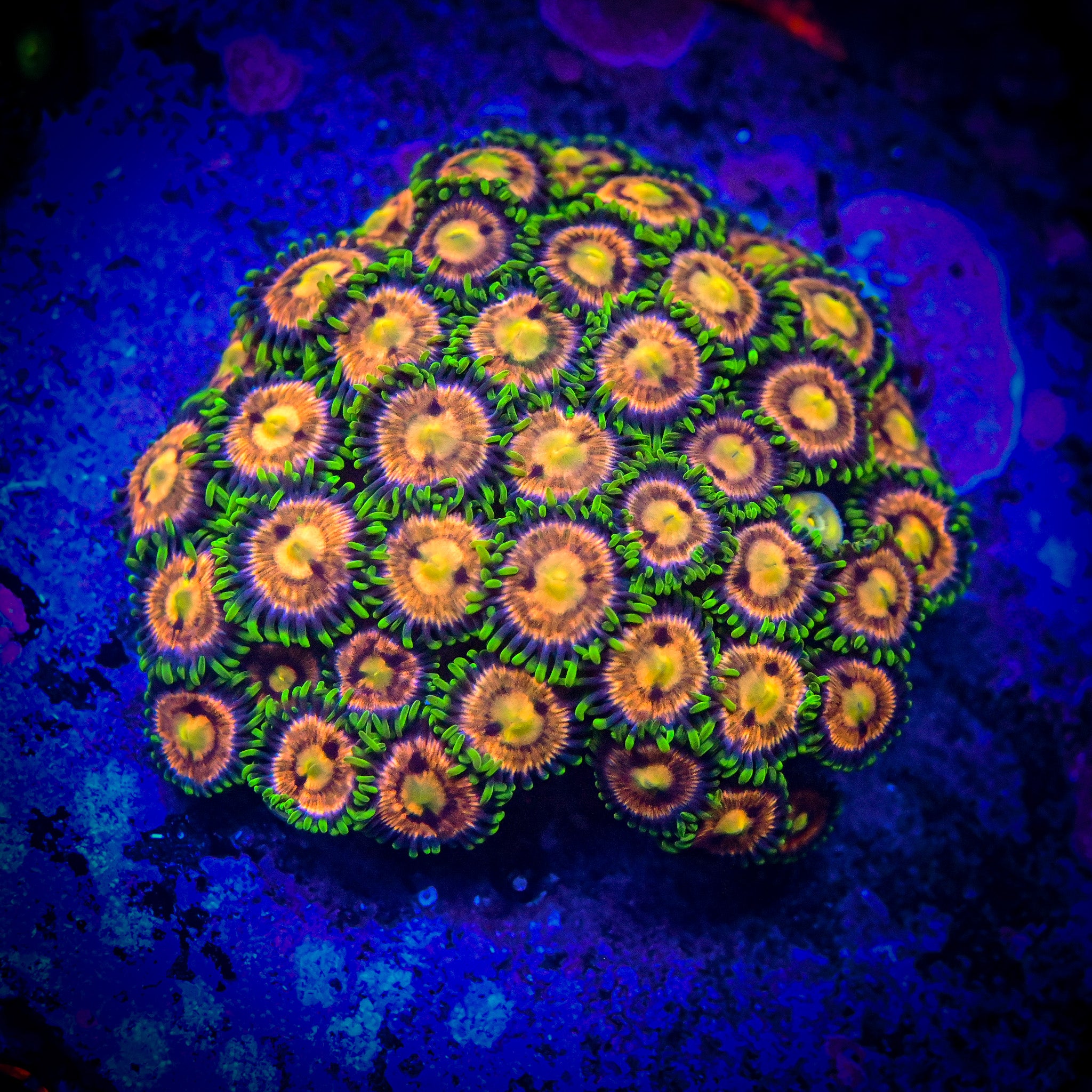 Reef Chasers | Buy Corals Online | RC Laser Lemon Zoanthid For Sale