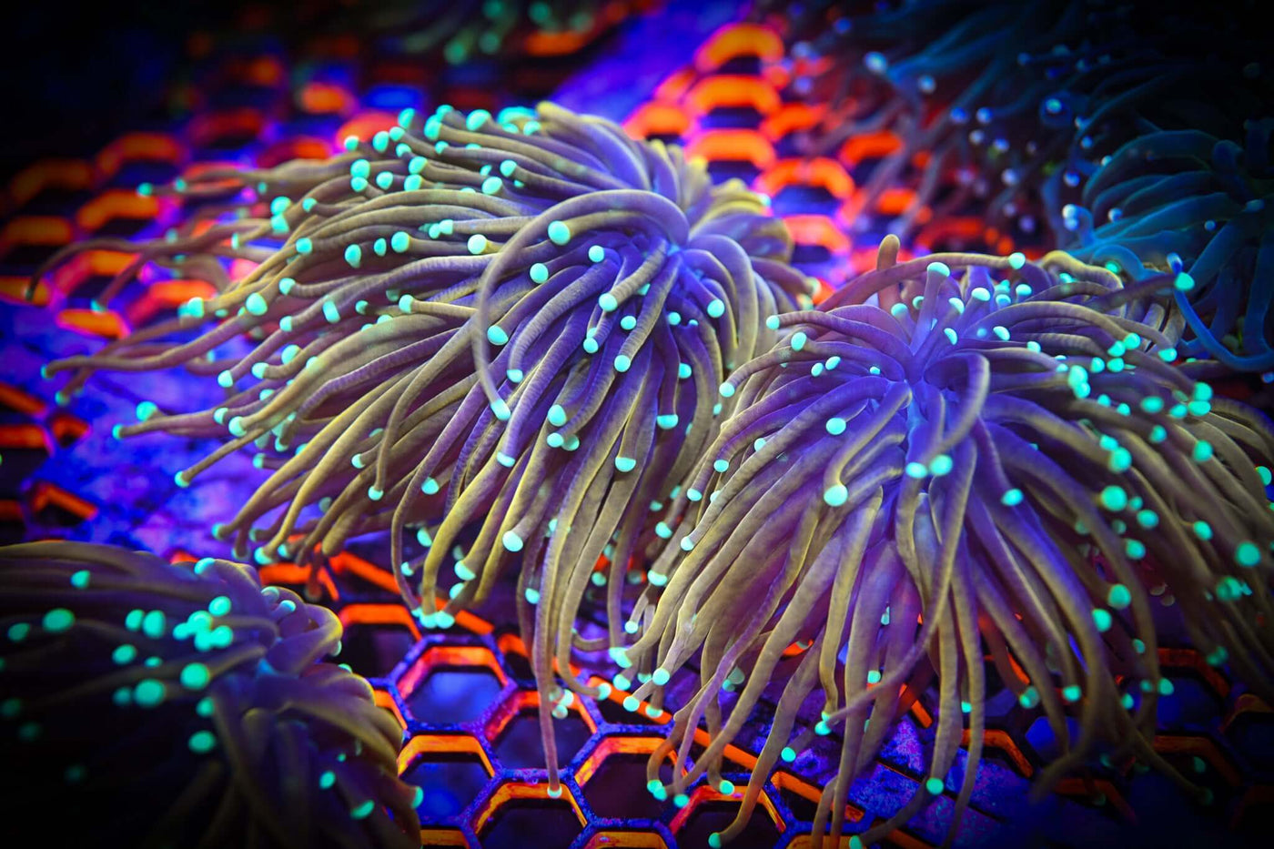 Reef Chasers | Buy Corals Online | Shop New Coral Arrivals