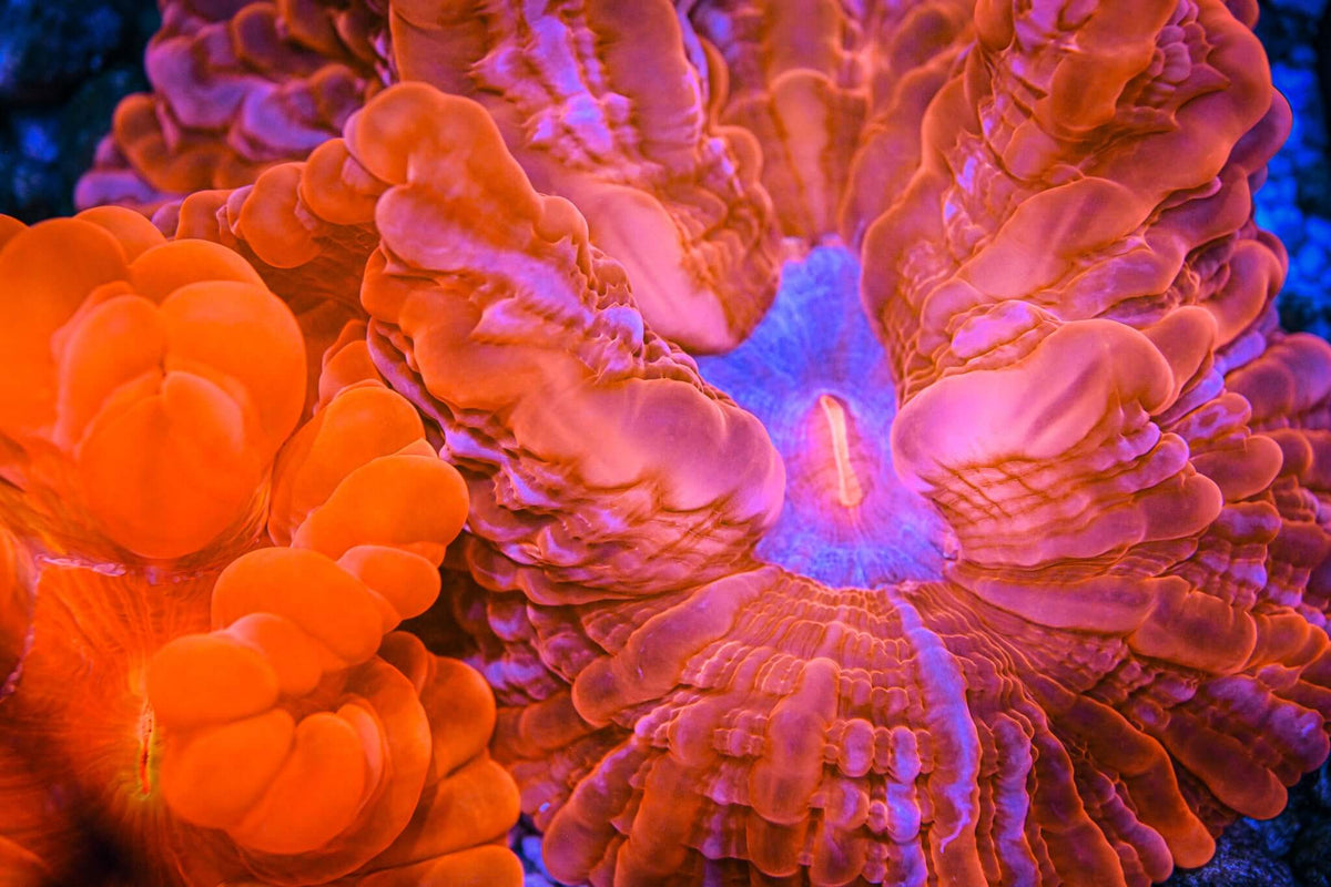 Reef Chasers | Buy Corals Online | Browse WYSIWYG Coral Colonies – Page 2