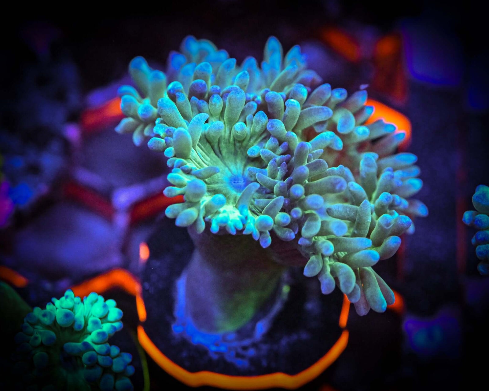 Reef Chasers | Buy Corals Online | Shop New Coral Arrivals