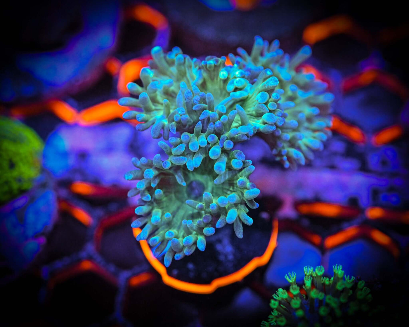 Reef Chasers | Buy Corals Online | Shop New Coral Arrivals