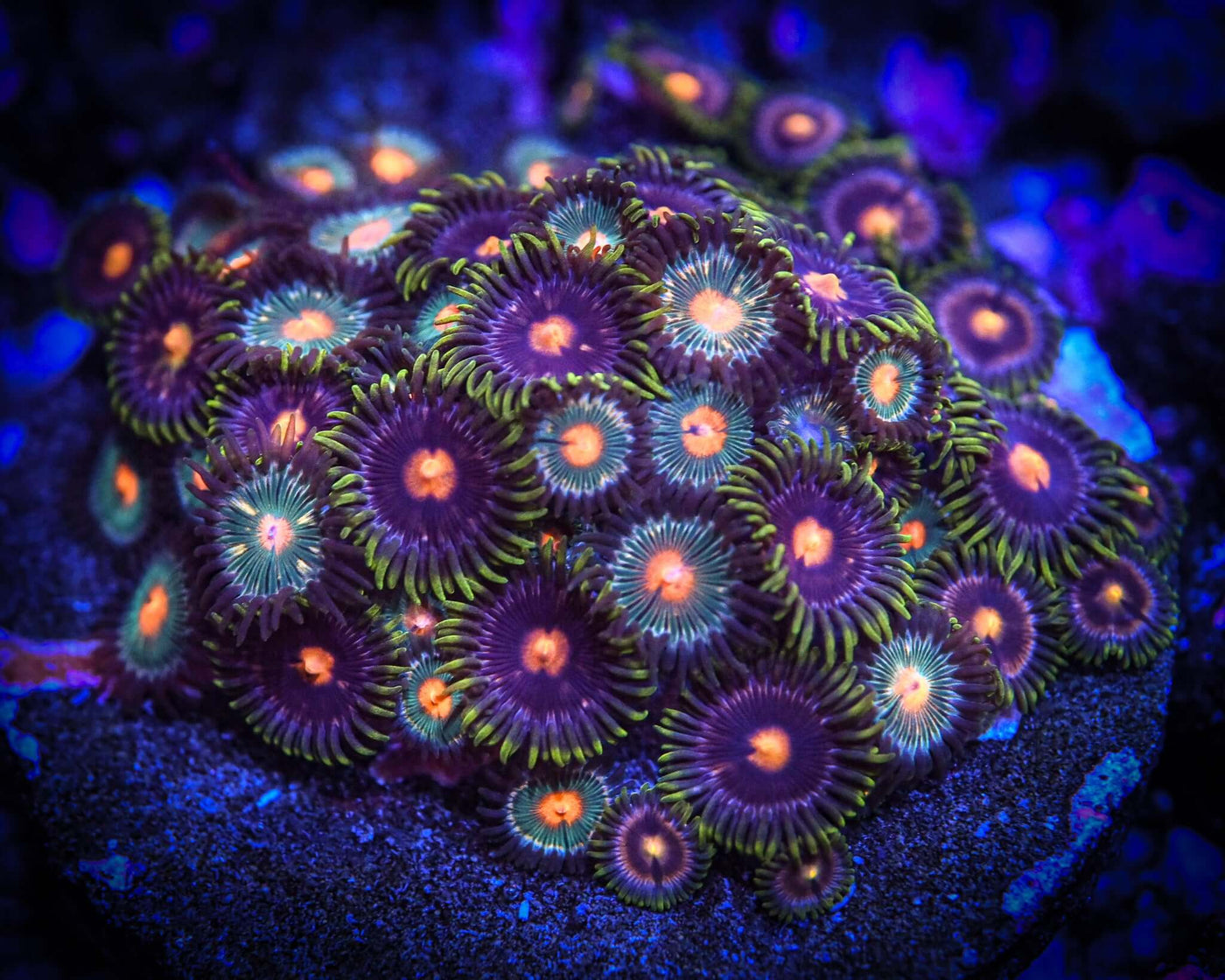 Reef Chasers | Buy Corals Online | Shop New Coral Arrivals – Page 2