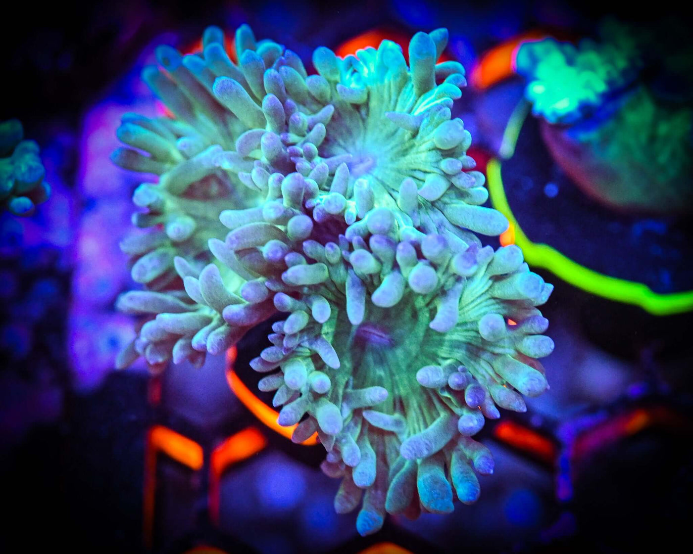 Reef Chasers | Buy Corals Online | Shop New Coral Arrivals