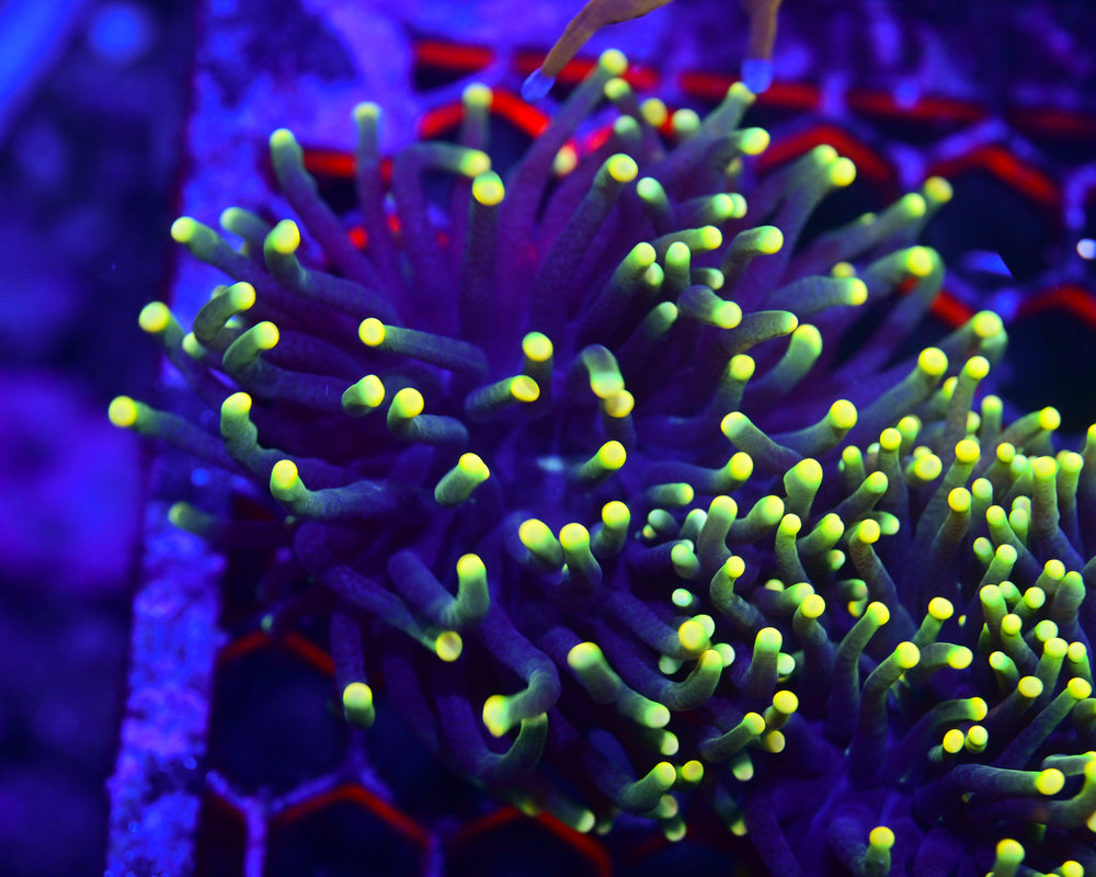 Reef Chasers | Buy Corals Online | Buy Hammer Corals & Torch Corals