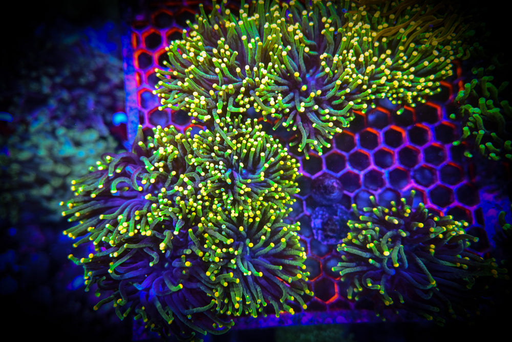 Reef Chasers | Buy Corals Online | Buy Hammer Corals & Torch Corals