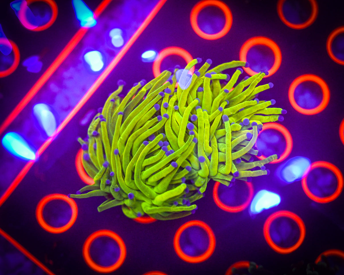 Reef Chasers | Buy Corals Online | Browse WYSIWYG Coral Colonies