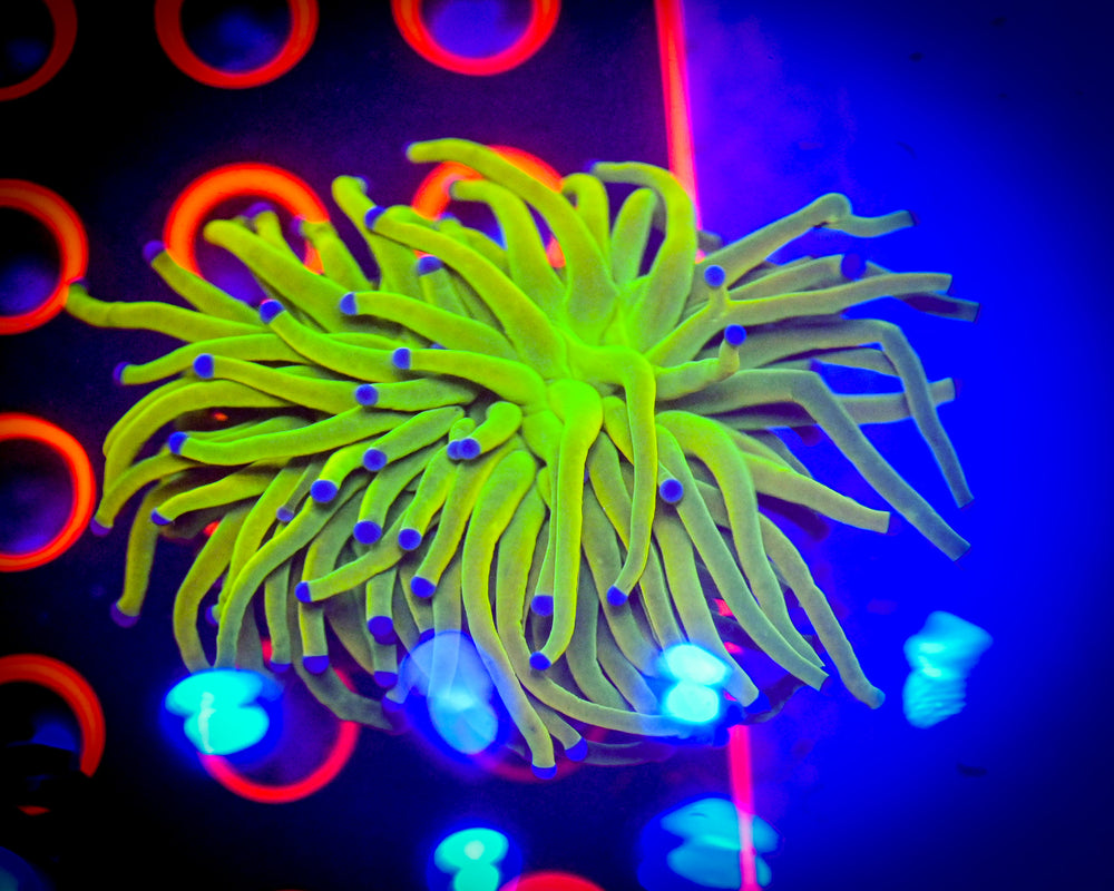 Reef Chasers | Buy Corals Online | Browse WYSIWYG Coral Colonies