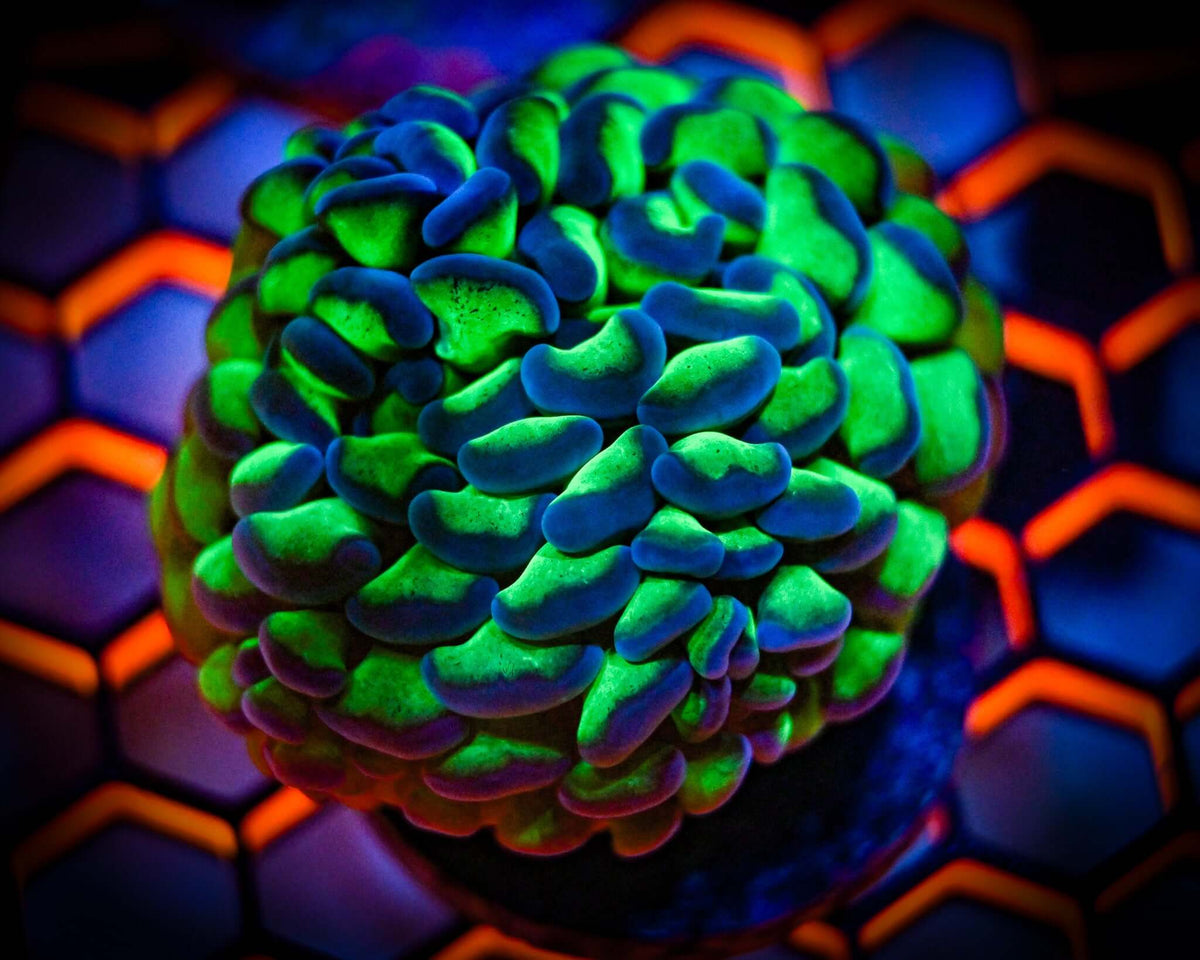 Reef Chasers | Buy Corals Online | Browse WYSIWYG Coral Colonies – Page 2