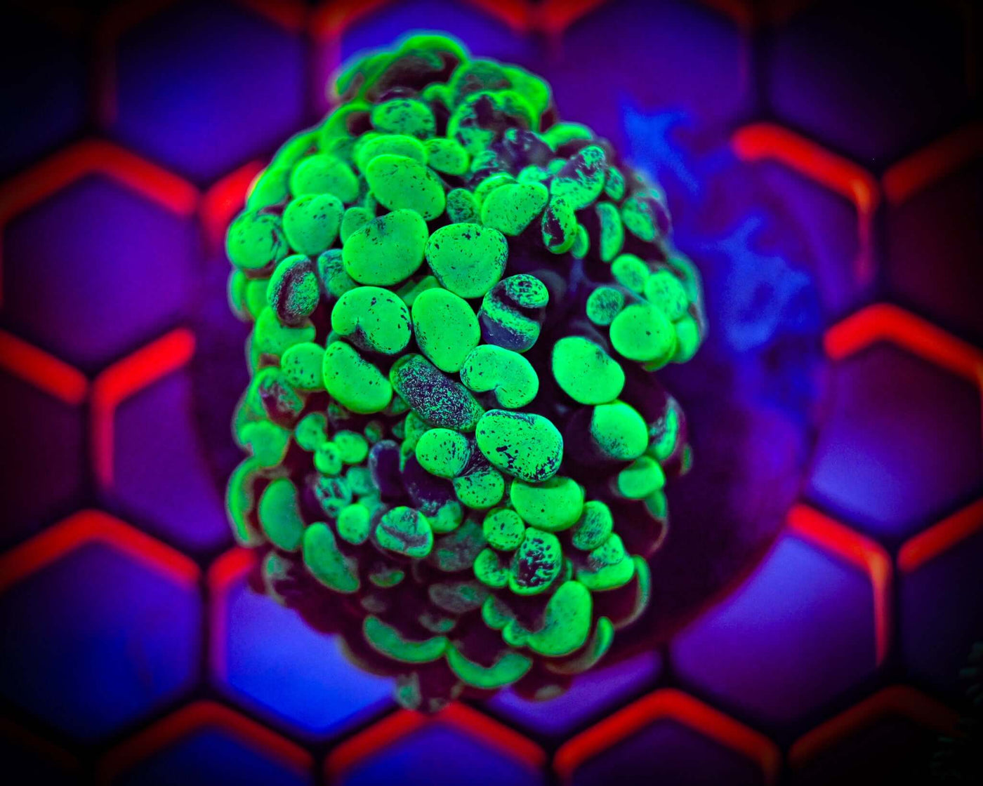 Reef Chasers | Buy Corals Online | Shop All LPS Corals – Page 3