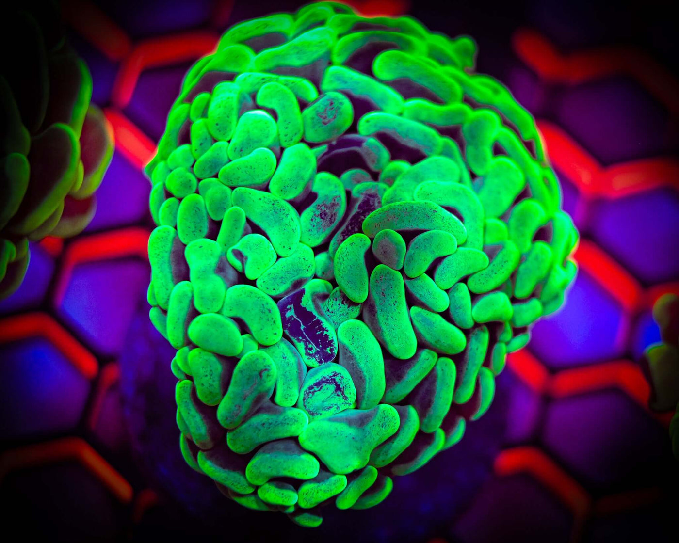 Reef Chasers | Buy Corals Online | Shop New Coral Arrivals – Page 4