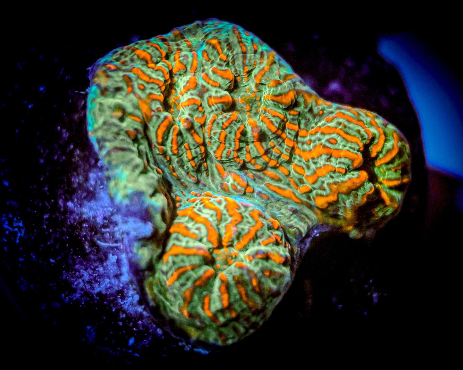 Reef Chasers | Buy Corals Online | Shop All LPS Corals – Page 2