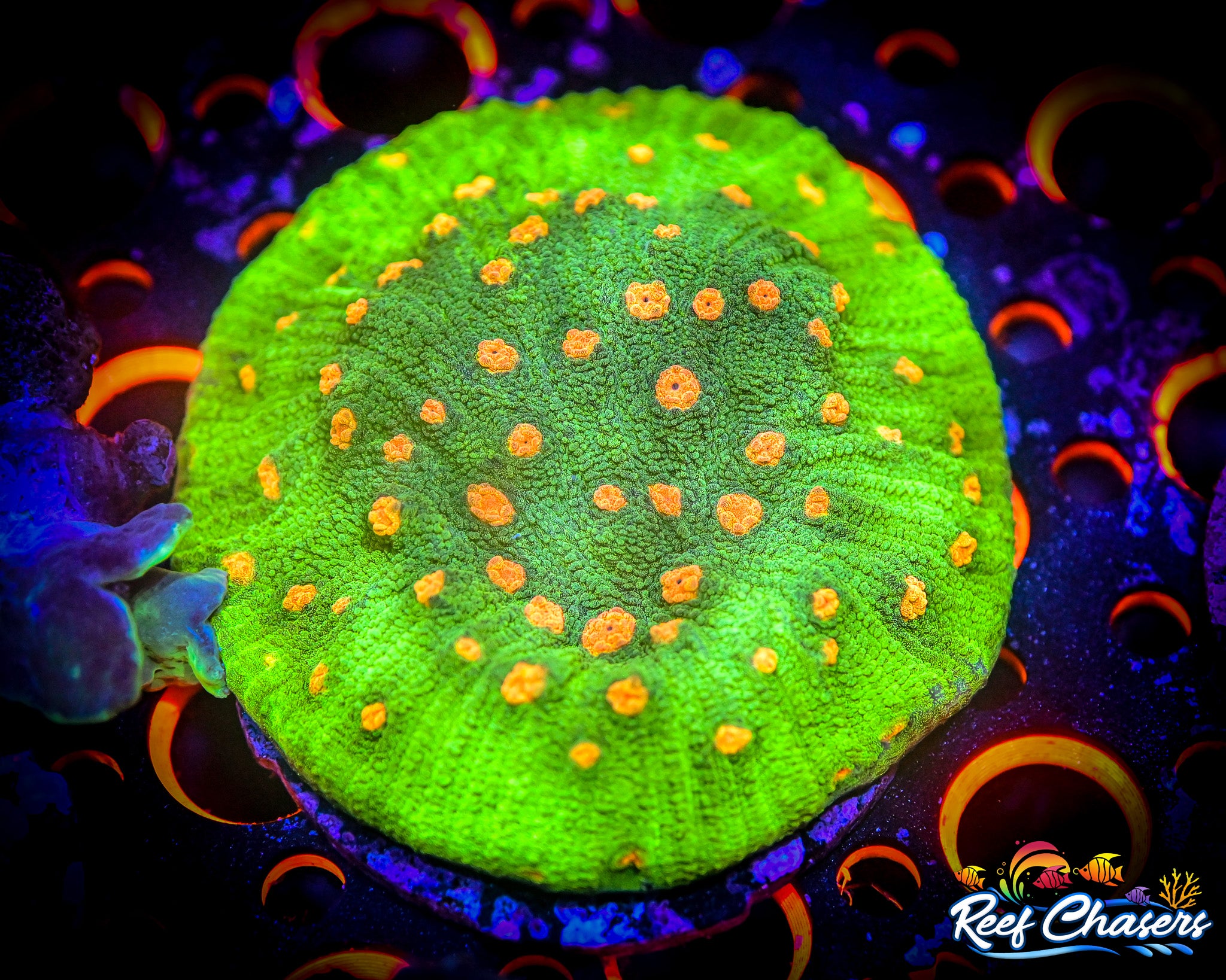 Reef Chasers | Buy Corals Online | RC Space Invader Chalice Frag For Sale