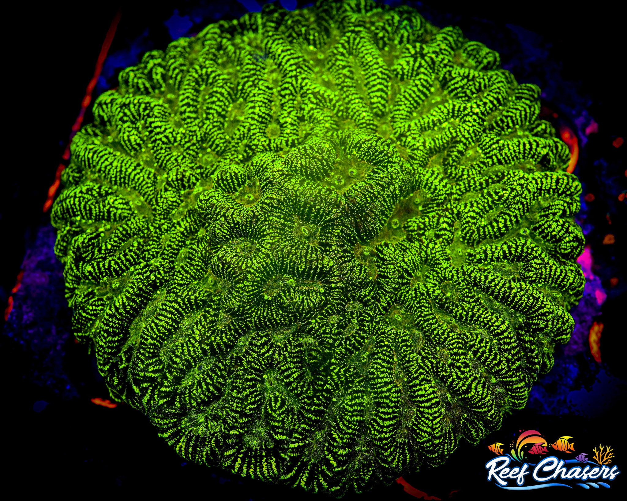 Reef Chasers | Buy Corals Online | RC High Voltage Platygyra Coral for Sale