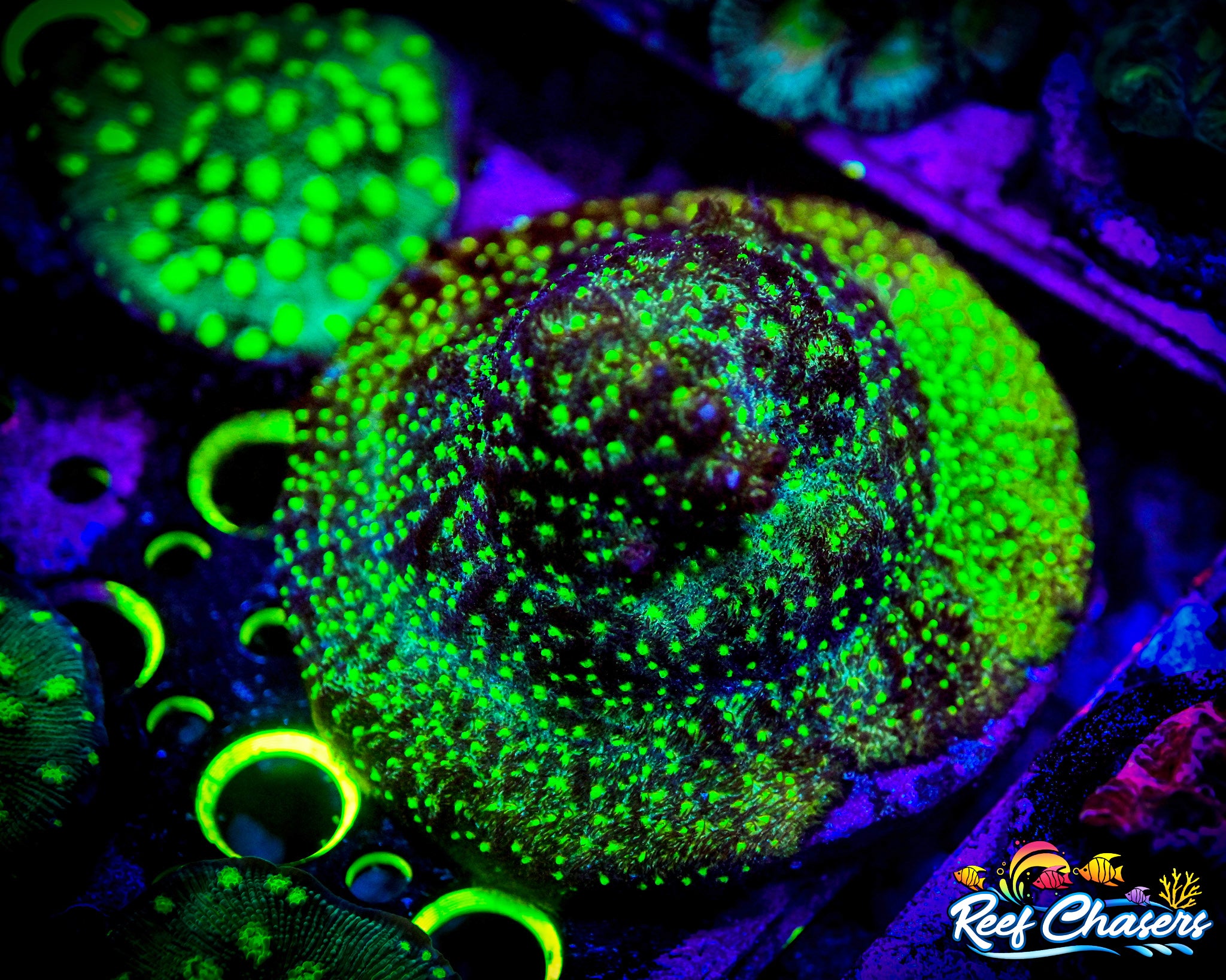 Reef Chasers | Buy Corals Online | RC Fire Fly Psammocora Frag for Sale