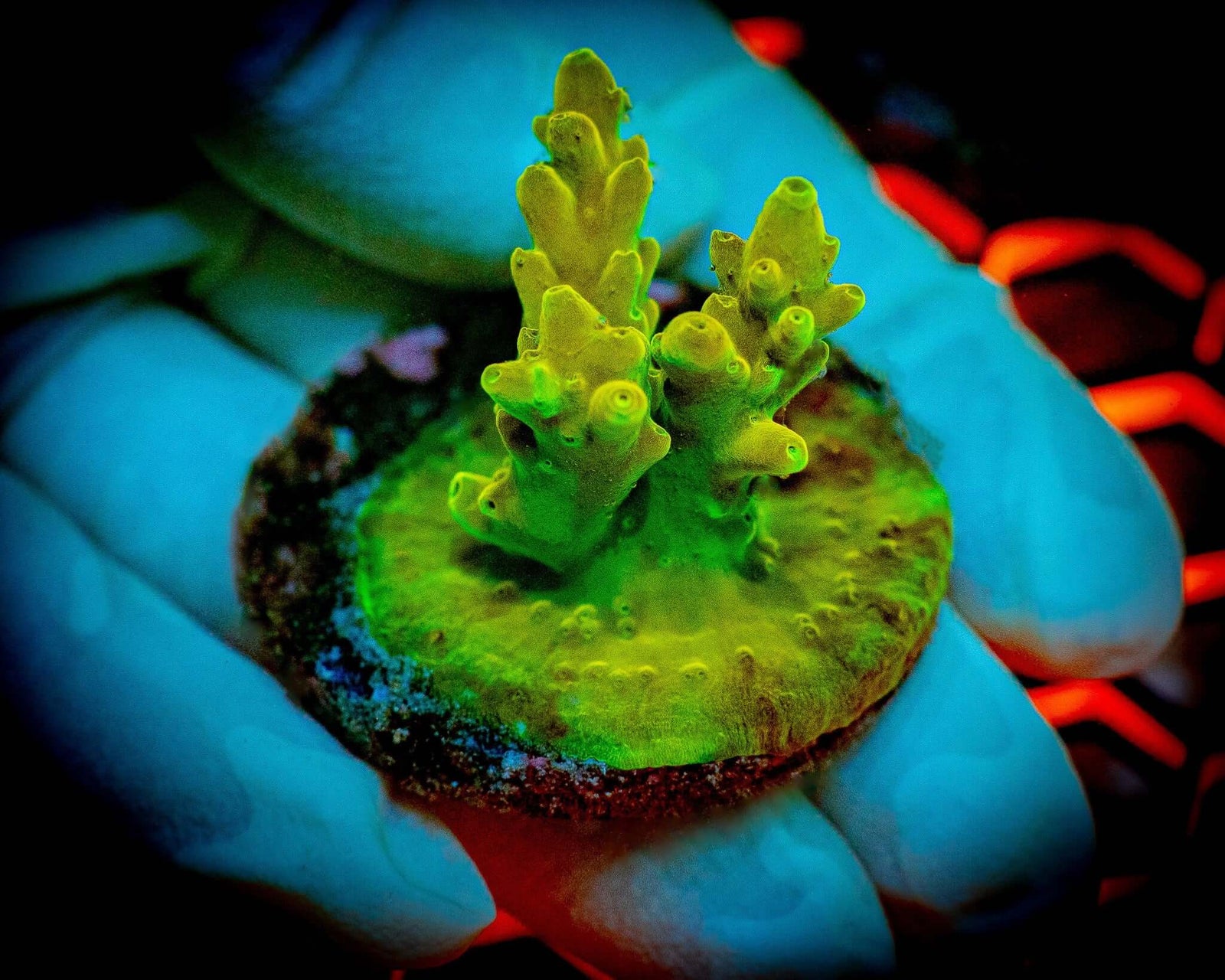 Reef Chasers | Buy Corals Online | Browse WYSIWYG Coral Colonies – Page 2