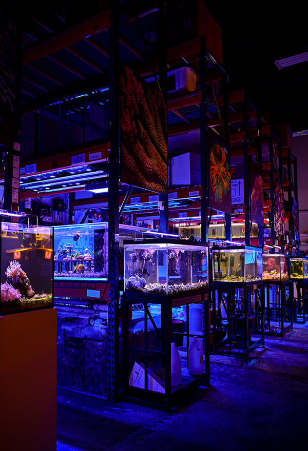 Buy Corals, Saltwater Fish, Inverts and More!