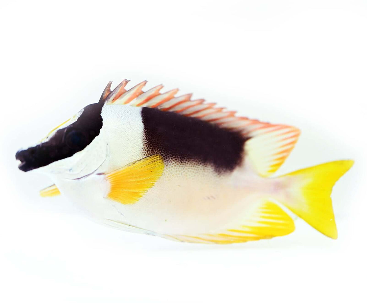 Reef Chasers | Buy Marine Fish Online | Saltwater Fish Tanks