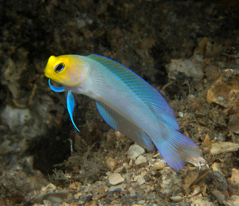Reef Chasers | Buy Marine Fish Online | Saltwater Fish Tanks