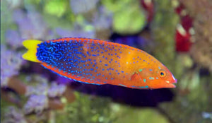 Reef Chasers | Buy Marine Fish Online | Saltwater Fish Tanks