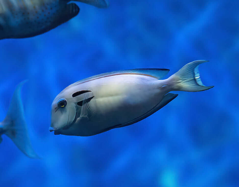 Reef Chasers | Buy Marine Fish Online | Saltwater Fish Tanks